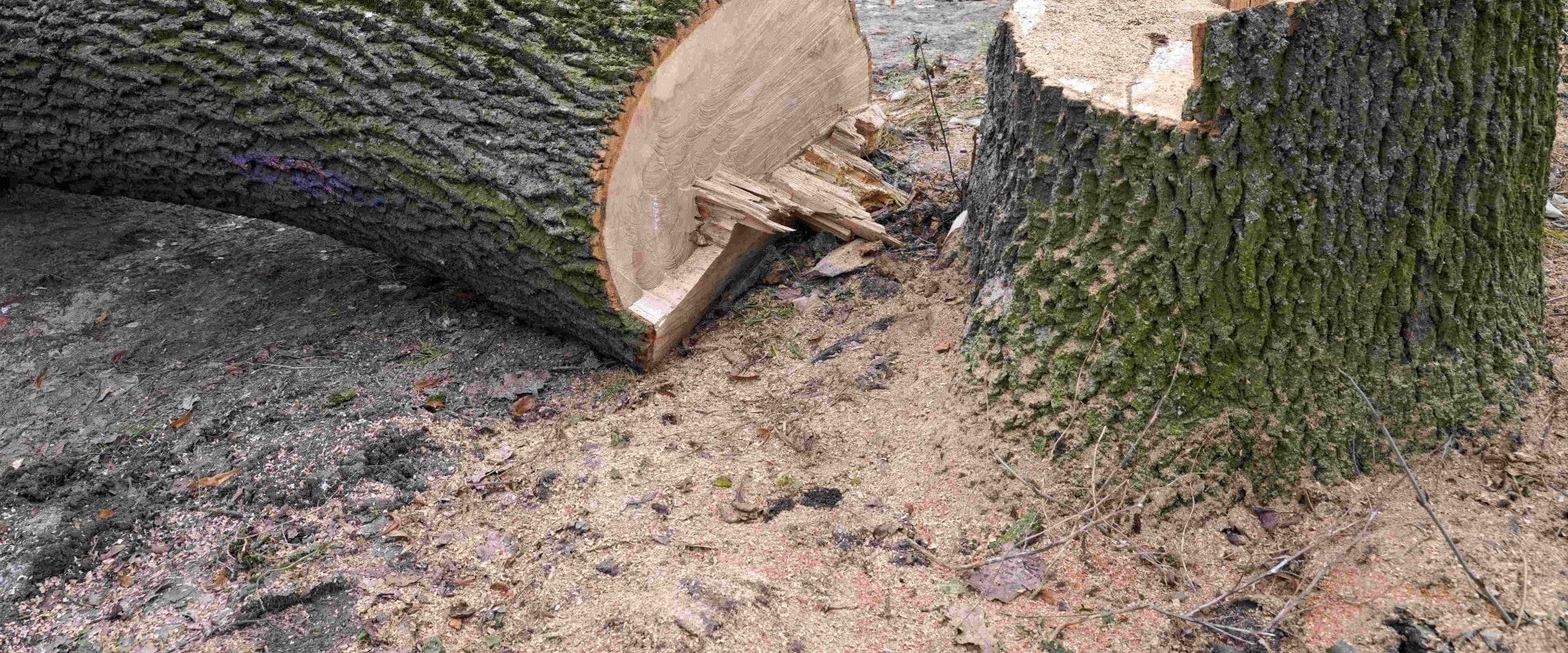 Tree Maintenance Tips - Siam Orchids