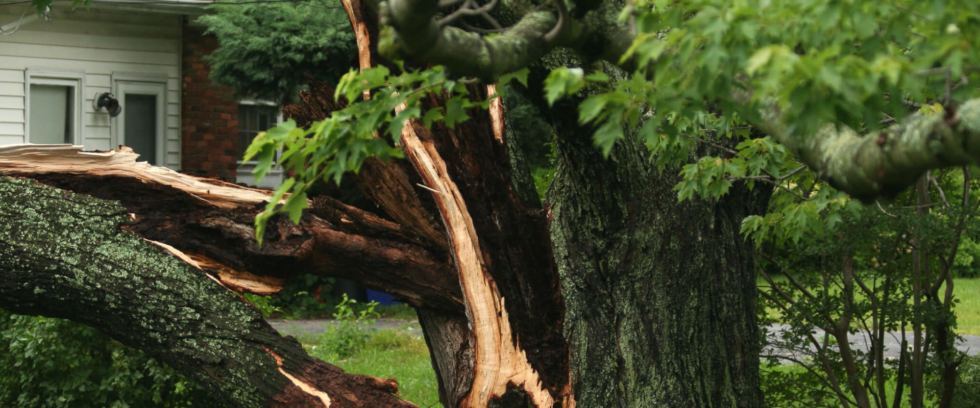 From Sapling To Shade: A Guide To Tree Maintenance In Kalamazoo