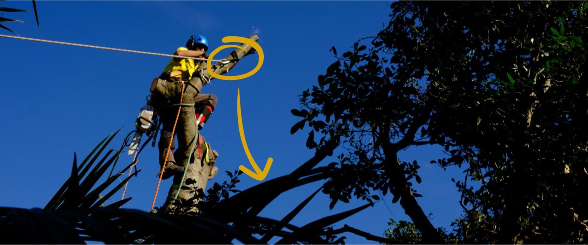 Tree Maintenance Made Easy: How Gold Coast's Local Tree Service Can ...