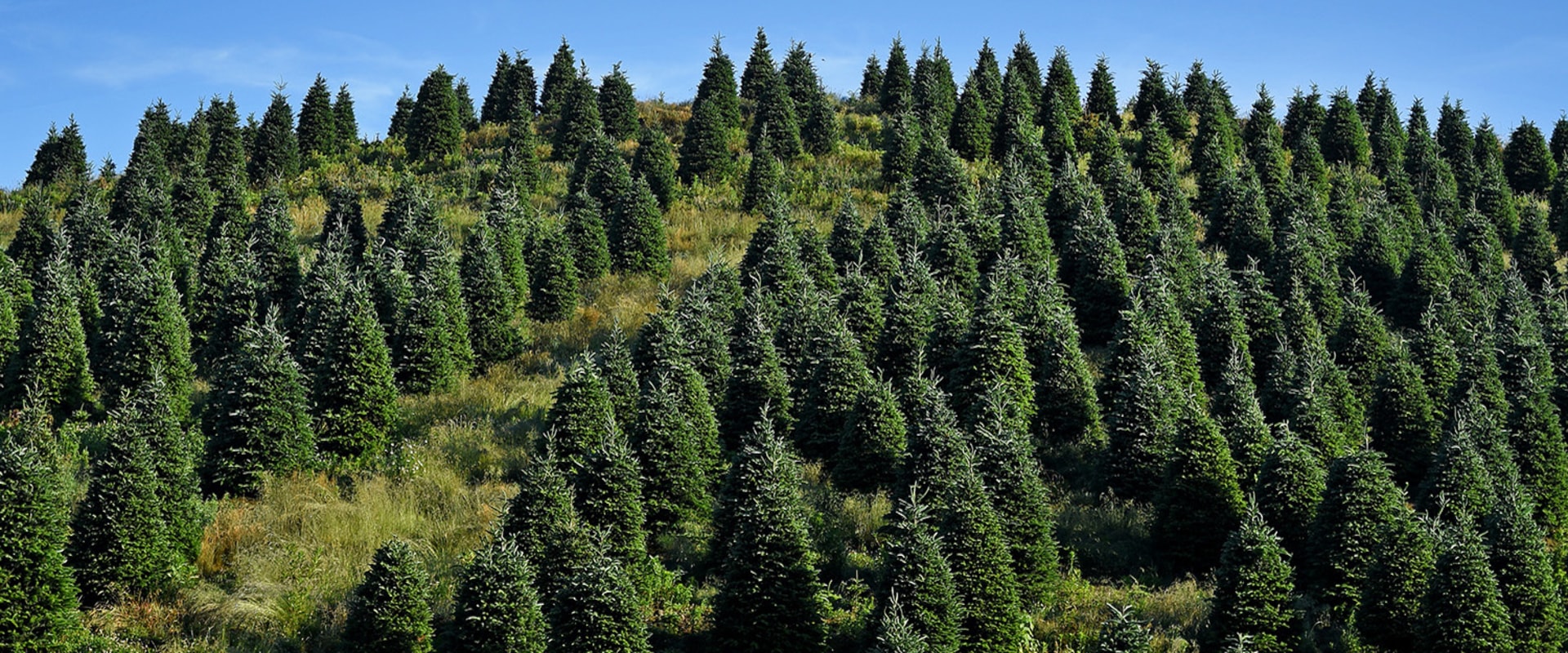 Tree Maintenance Tips - Siam Orchids