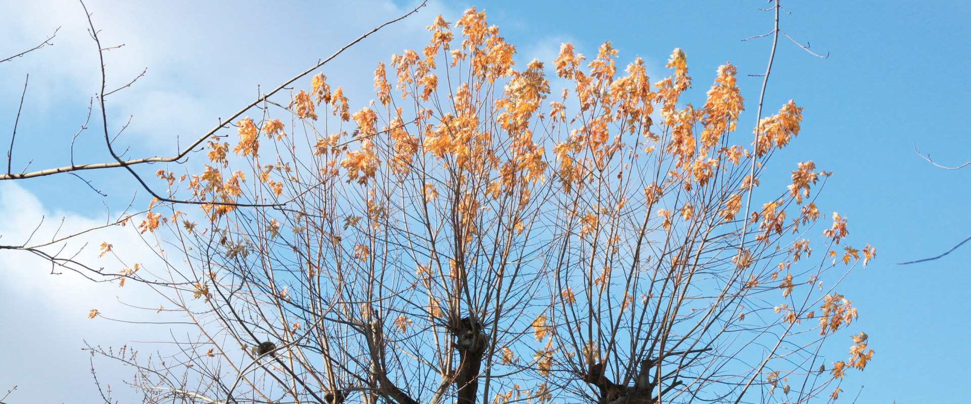 Tree Maintenance Tips - Siam Orchids