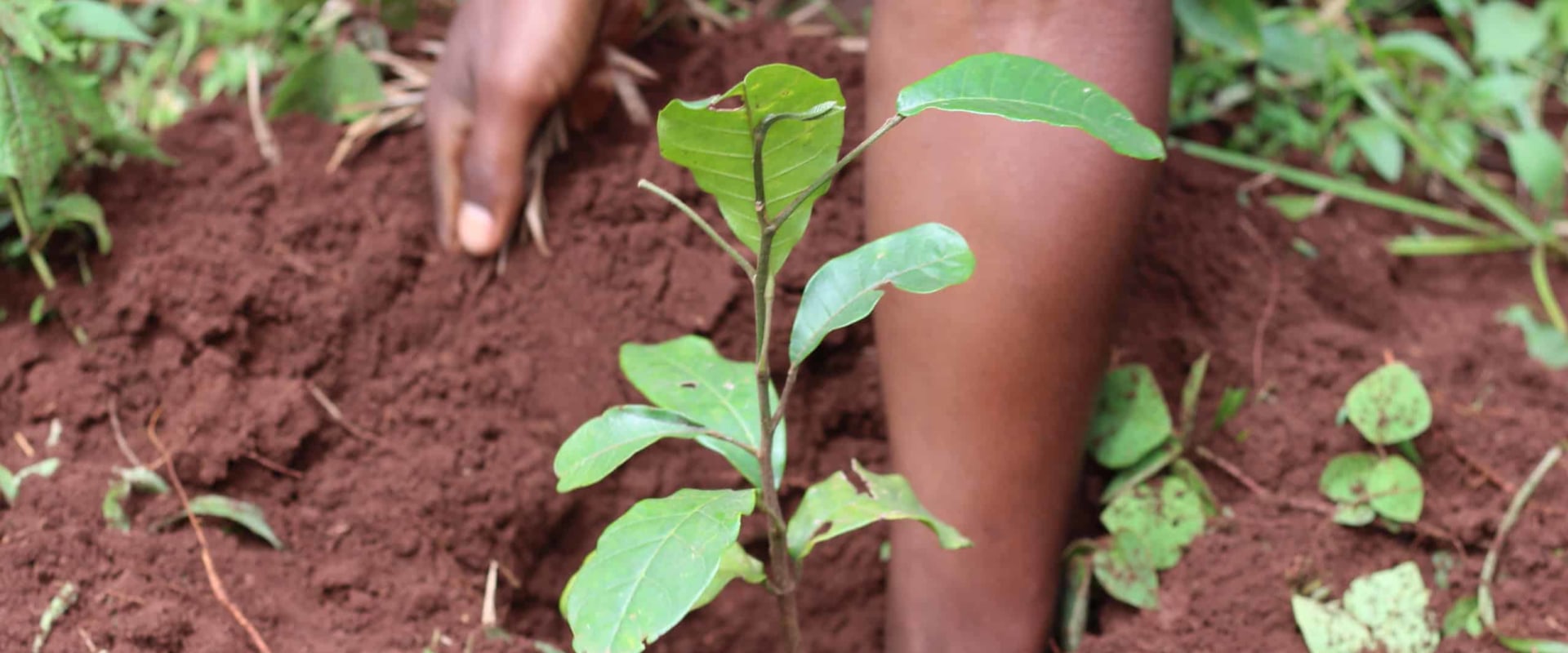 Why is it important to maintain trees?