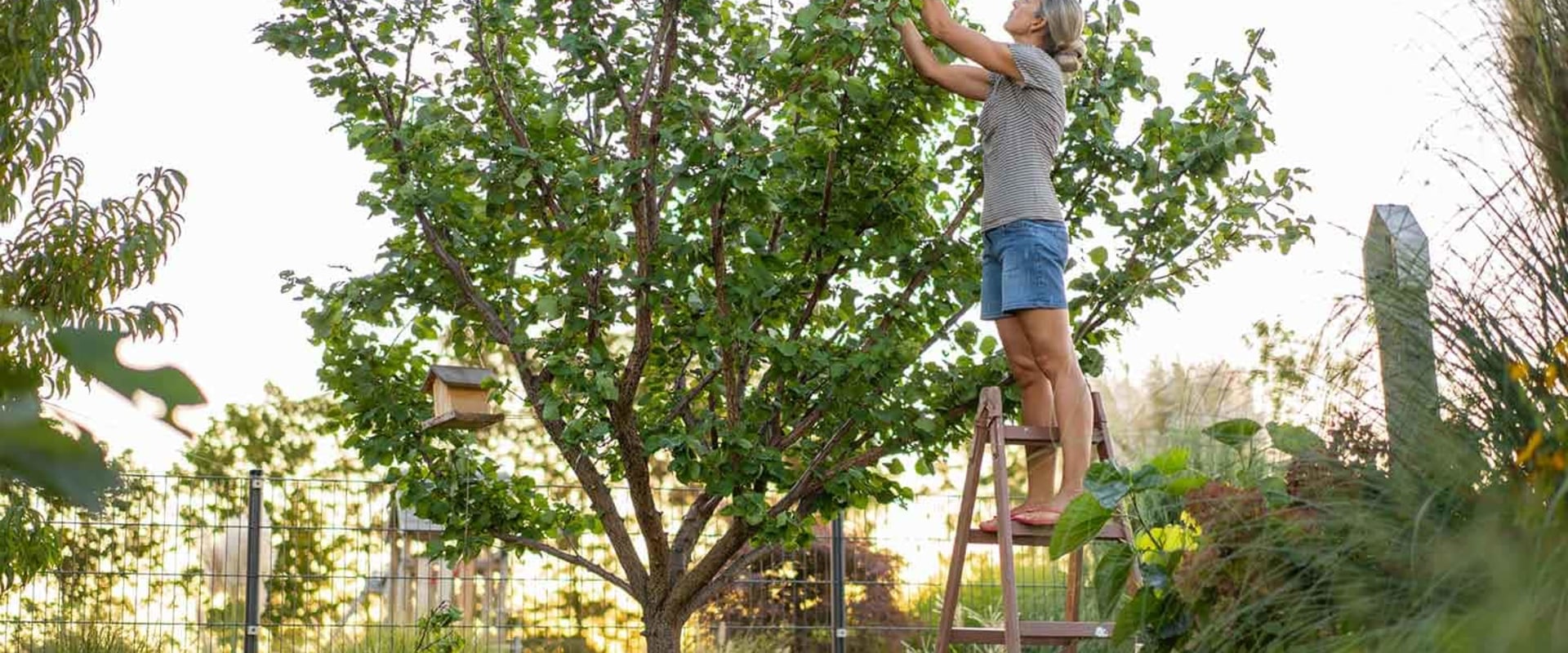 What are the signs of a healthy tree?
