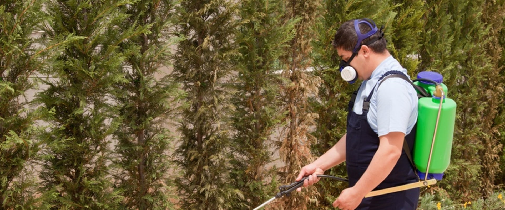 How A Professional Pest Service Company Can Help With Tree Maintenance ...