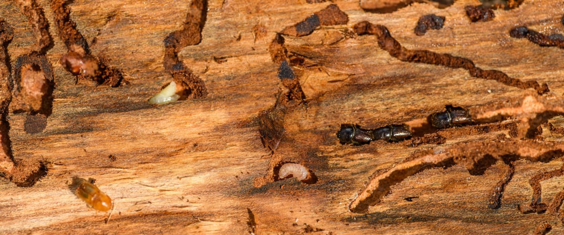 The Importance Of Termite Control As Part Of Tree Maintenance In Orange ...