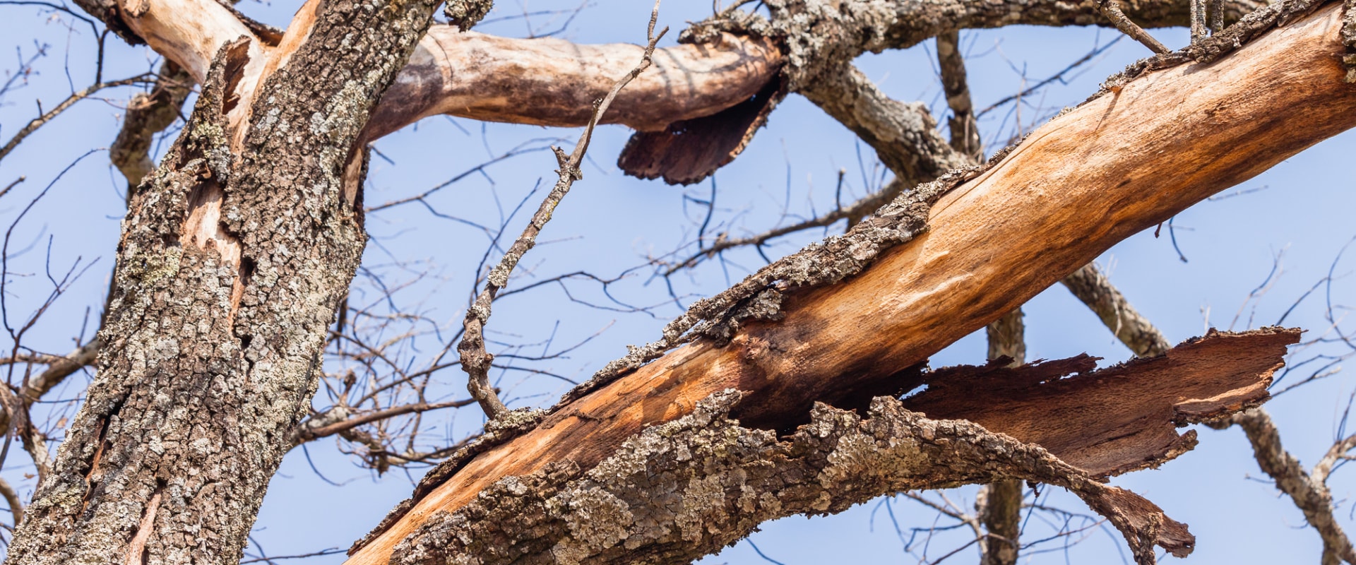 What does a sick tree look like?