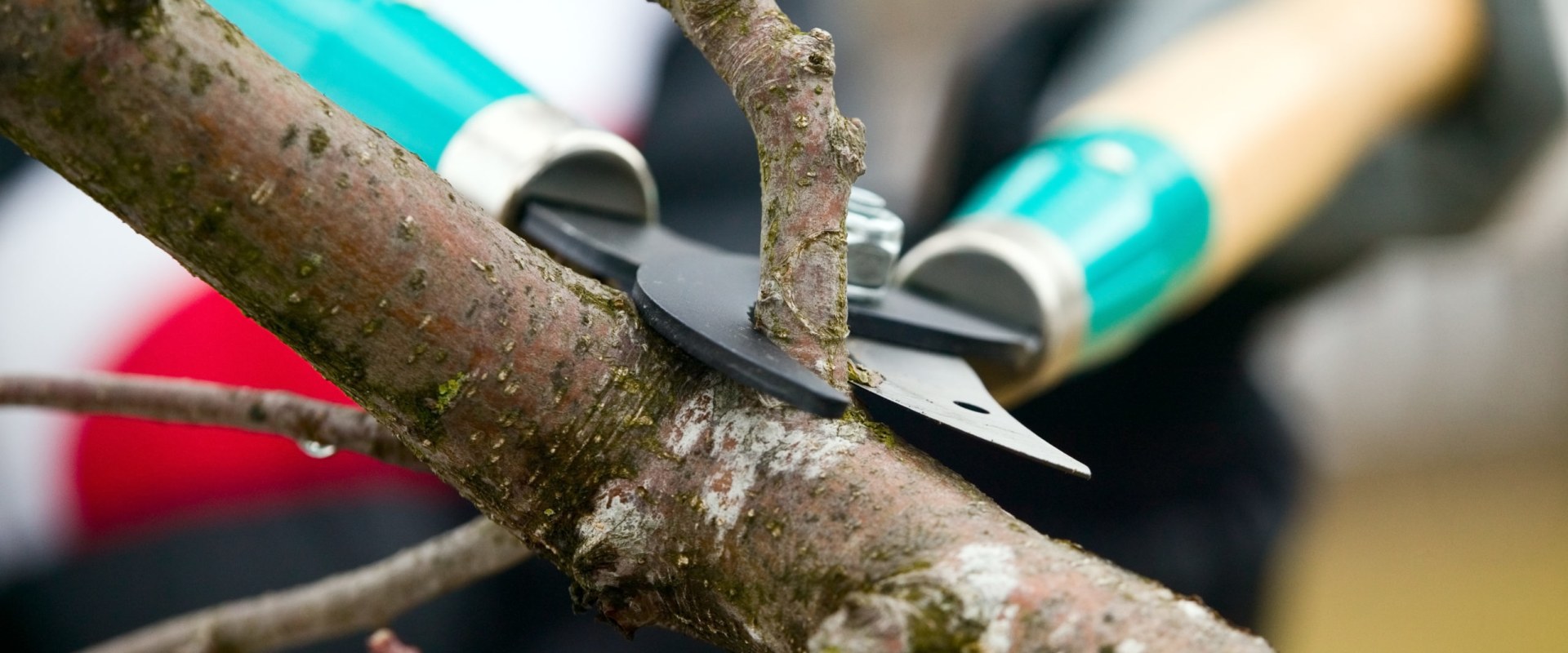 Can trimming a tree save it?